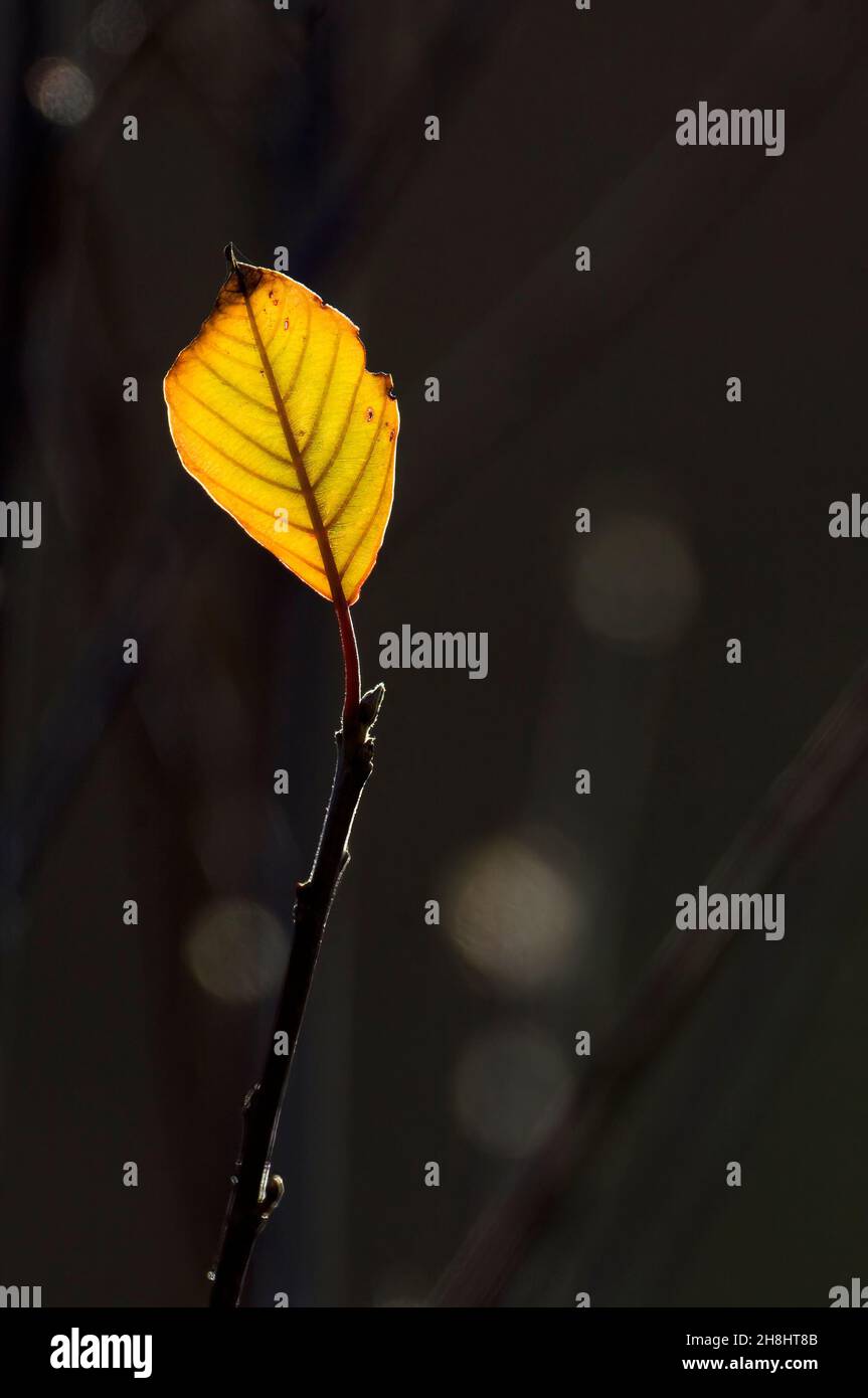 late autumn leaf Stock Photo - Alamy