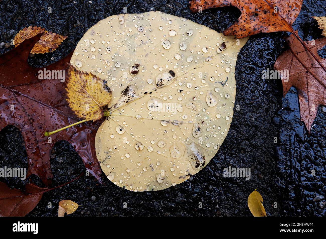 Night fall leaves hi-res stock photography and images - Alamy