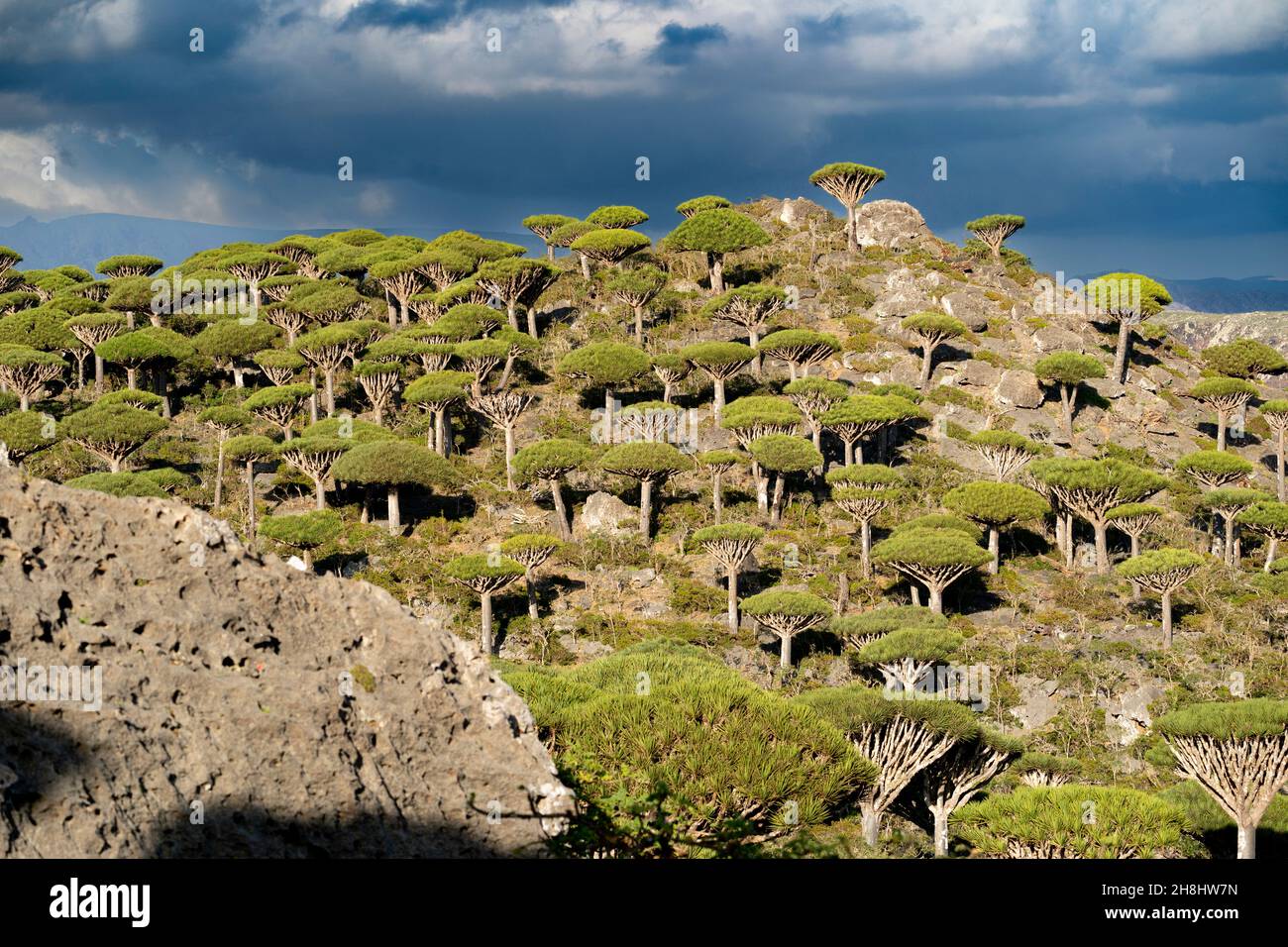 Socotra Dragon Tree