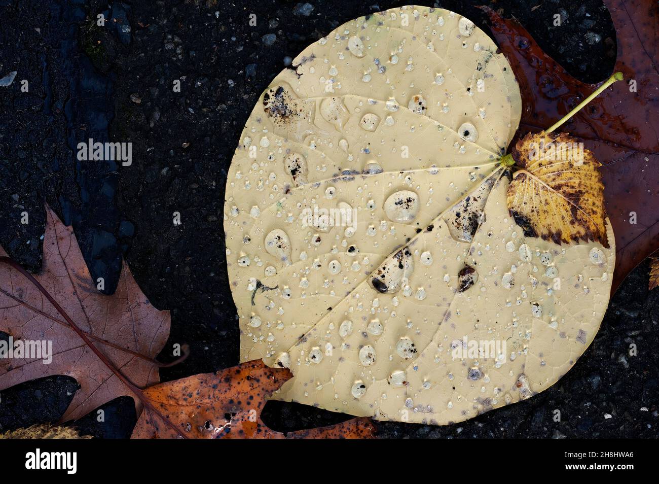 Night fall leaves hi-res stock photography and images - Alamy