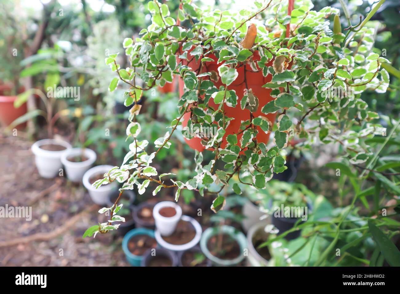 Ficus pumila L, Climbing fig or MORACEAE plant Stock Photo - Alamy