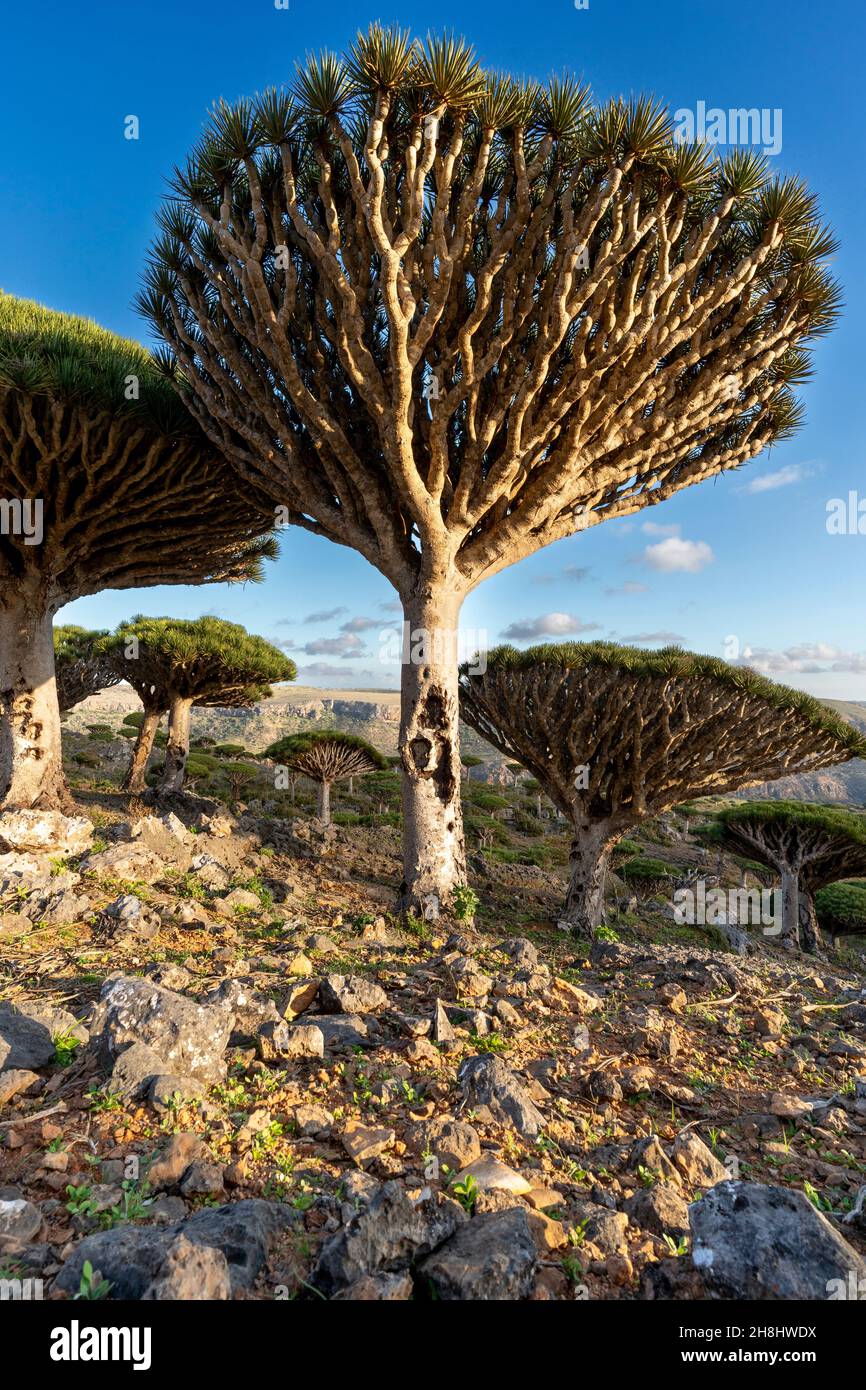 Dracaena cinnabari hi-res stock photography and images - Alamy
