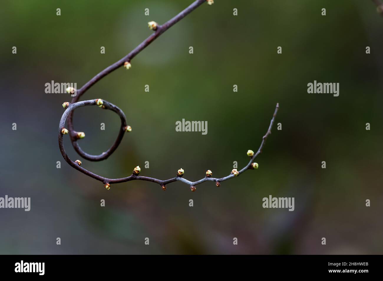 Twisting vine with emerging April leaf buds Stock Photo - Alamy