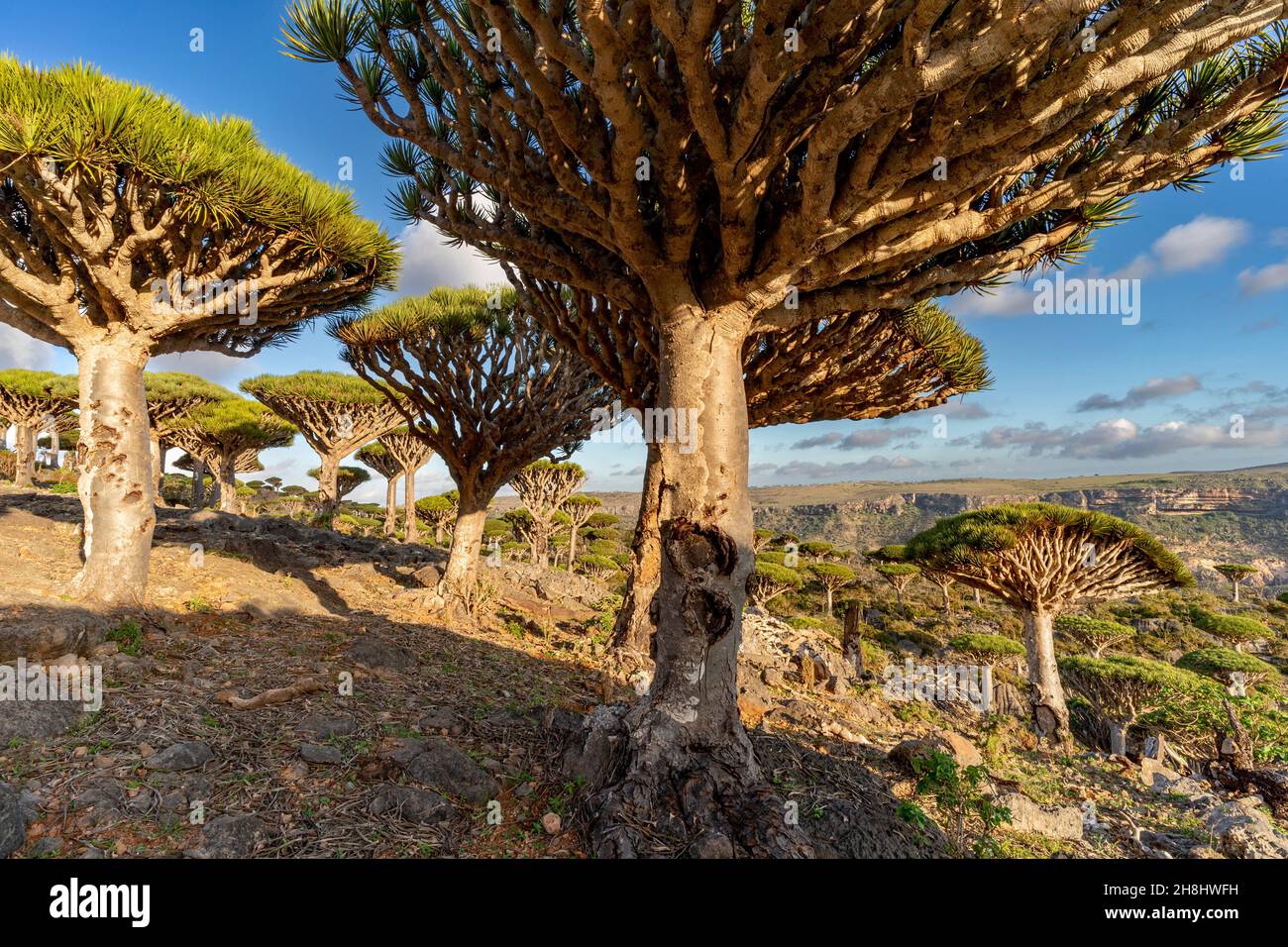 exotic and unique Socotra dragon tree, Dracaena cinnabari (CTK Photo ...