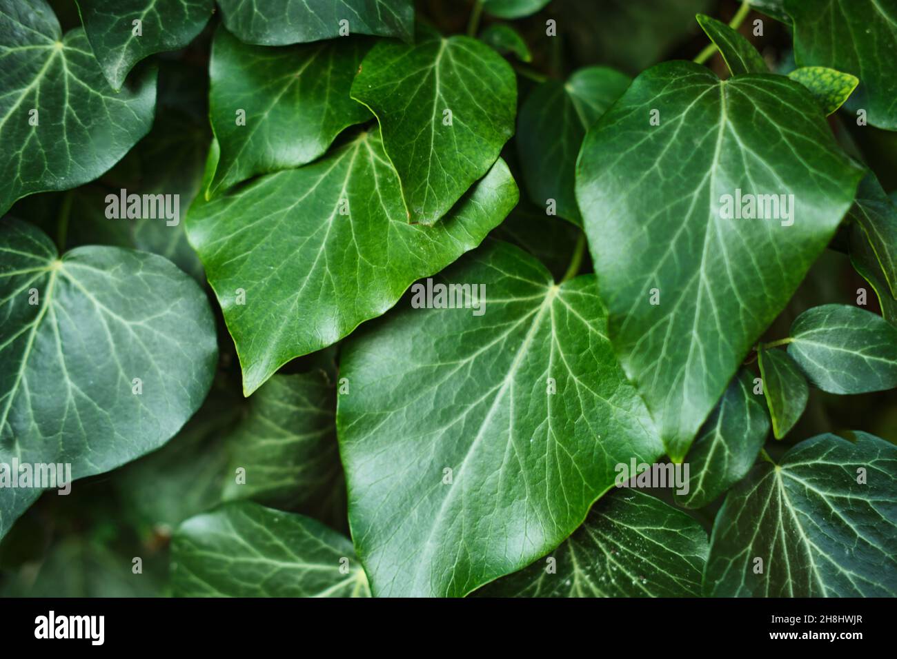 Natural natural background with green leaves. Luscious greenery in a ...