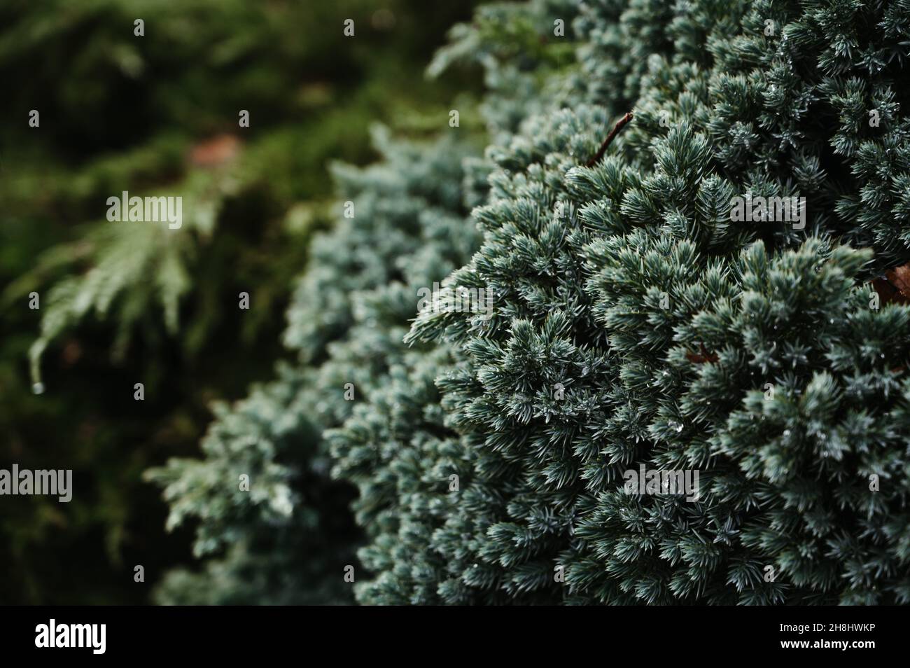Beautiful green nature background. Close-up of plants Stock Photo - Alamy