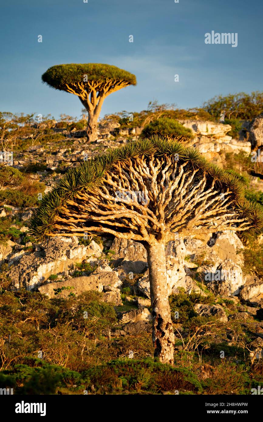 Dracaena cinnabari hi-res stock photography and images - Alamy