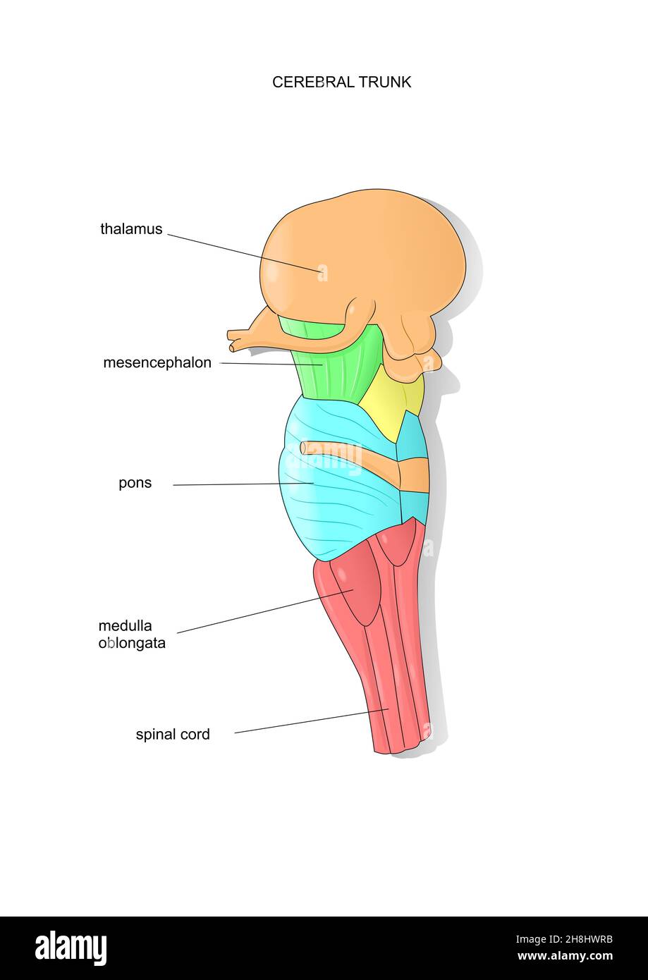 The mesencephalon hi-res stock photography and images - Alamy