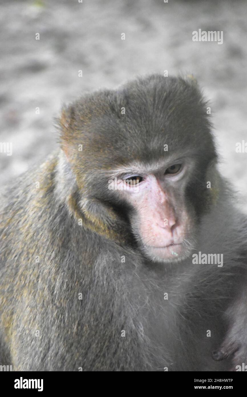 Sad monkey hi-res stock photography and images - Alamy