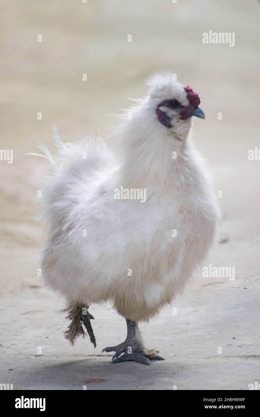 Silkie. Silky. Chinese silk chicken. It is a breed of chicken named for ...