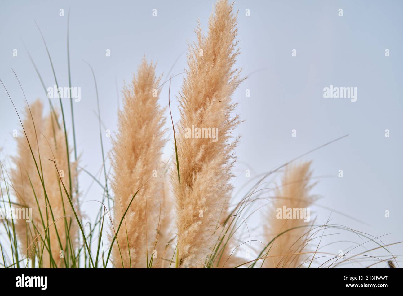 Fluffy Plants High Resolution Stock Photography and Images - Alamy