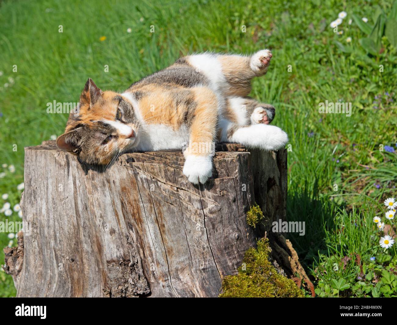 A domestic cat lies on a tree stump in the sun Stock Photo - Alamy