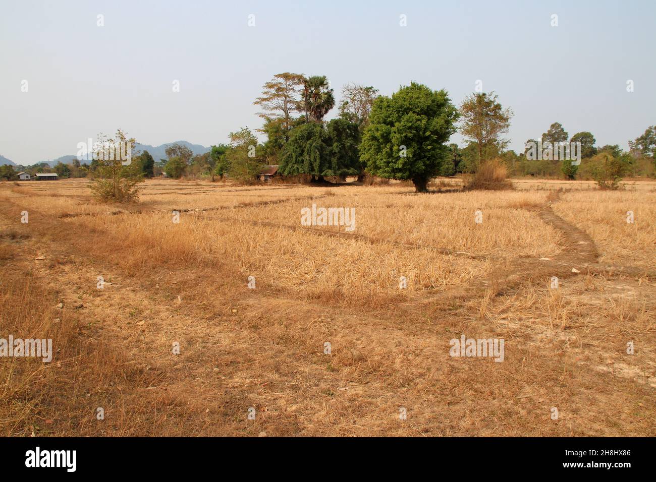Dried rice fields hi-res stock photography and images - Alamy