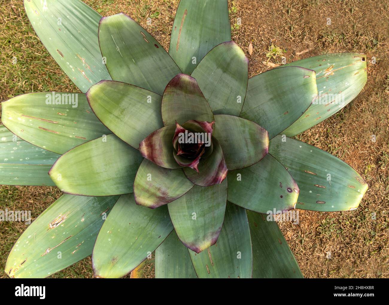 The cup of a large tropical bromeliad probably in the genus Vriesea ...