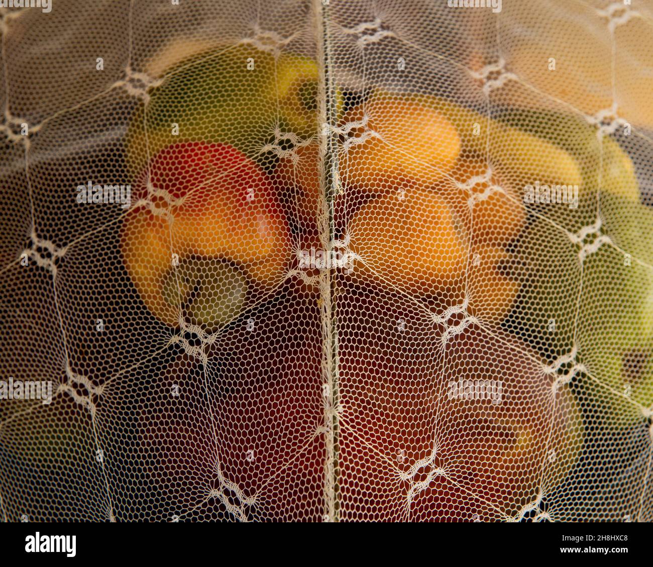 Tropical fruit (cashew, loquat, mango, banana protected by a mesh fruit ...