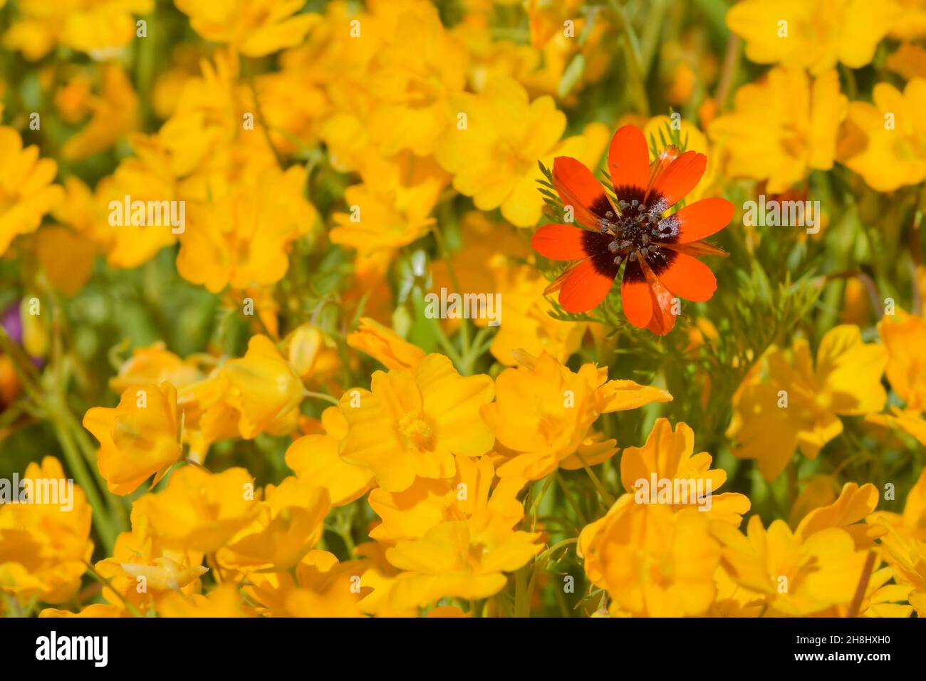 Adonis annua, commonly called blood drop or partridge eye, is an annual ...