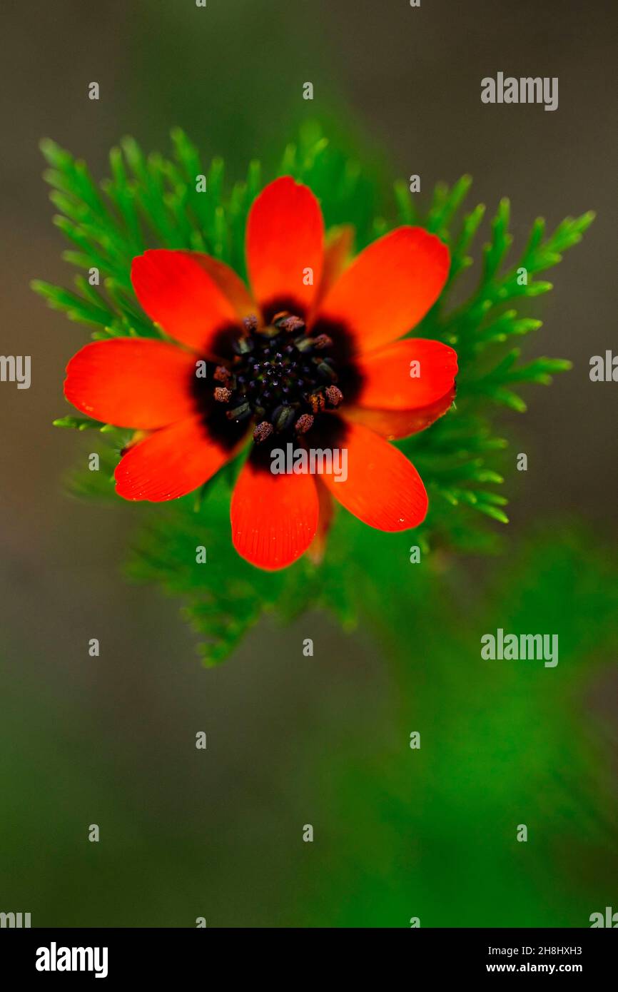 Adonis annua, commonly called blood drop or partridge eye, is an annual ...