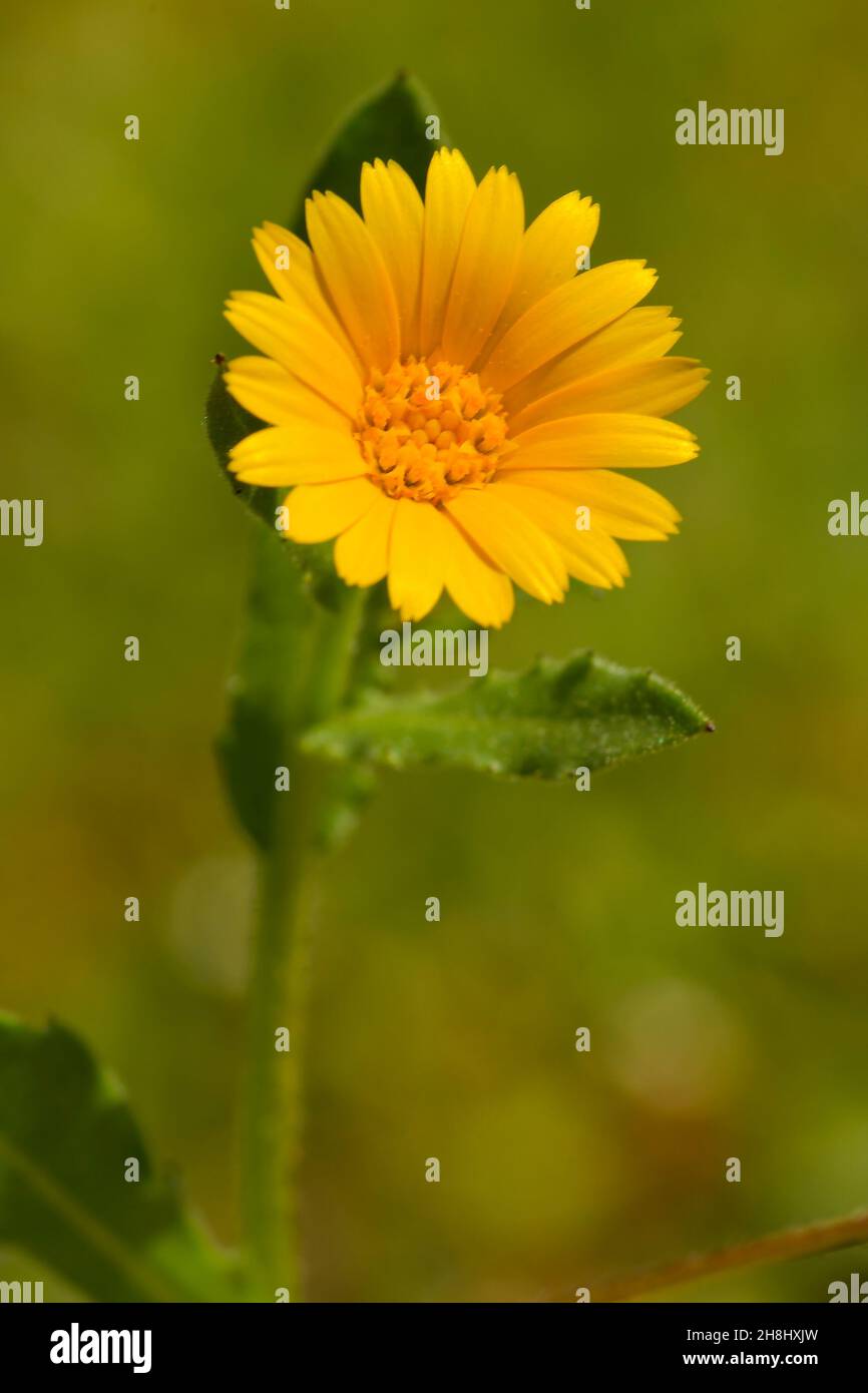 Wild flowers in their natural environment. Spring flowers Stock Photo ...