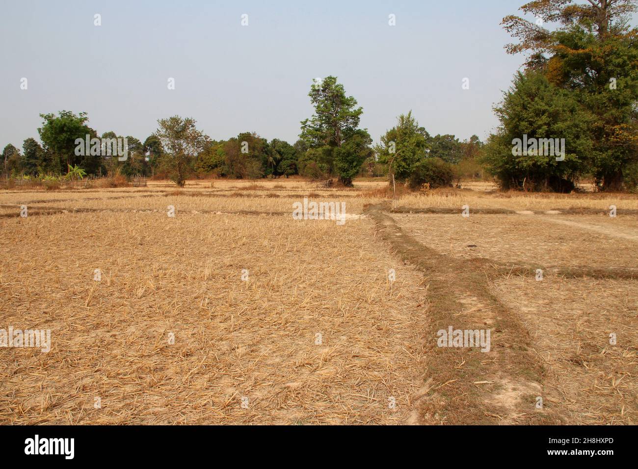dried rice fields at det island (laos Stock Photo - Alamy