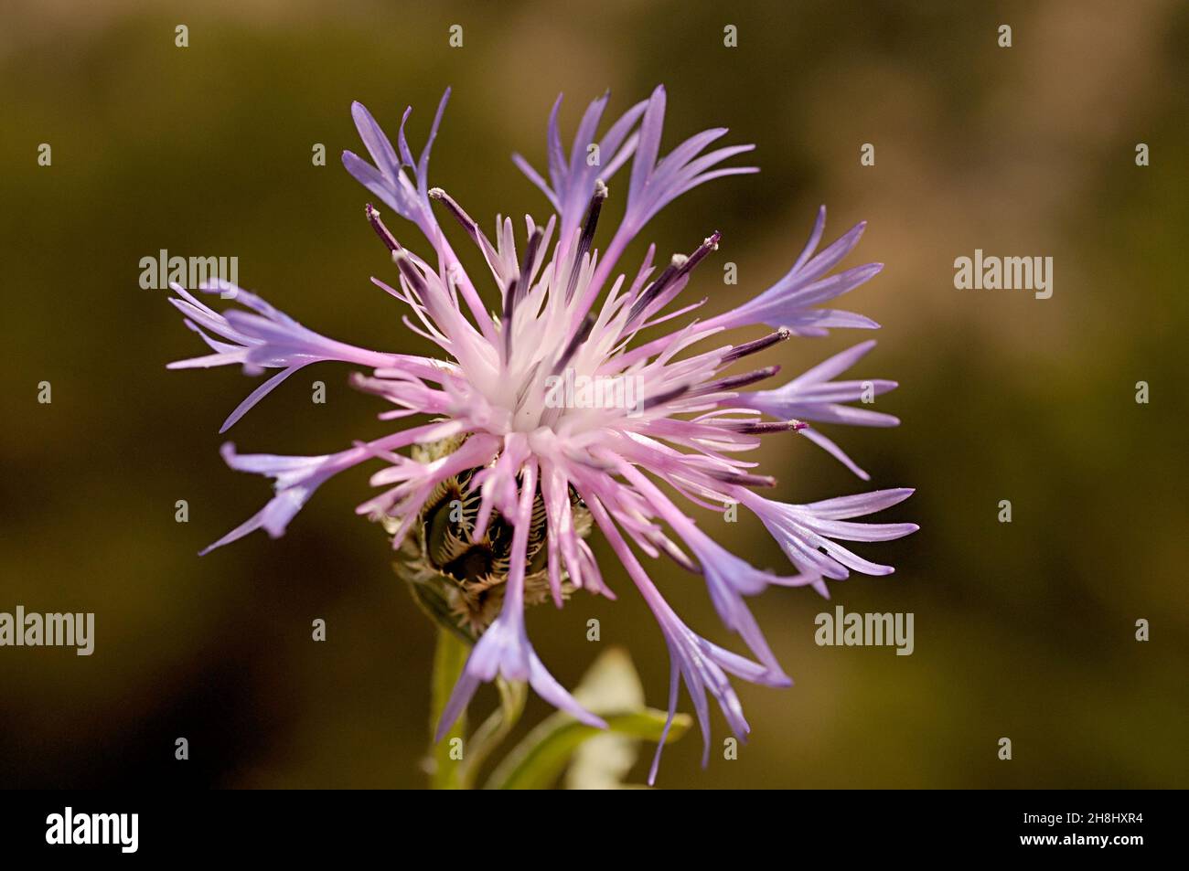 Centaurea is a genus of herbaceous plants in the Asteraceae family ...