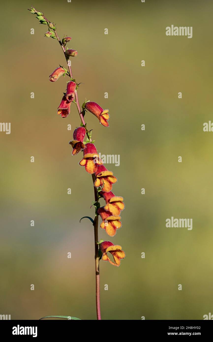 Digitalis obscura - Corregia or black foxglove is a species of the ...