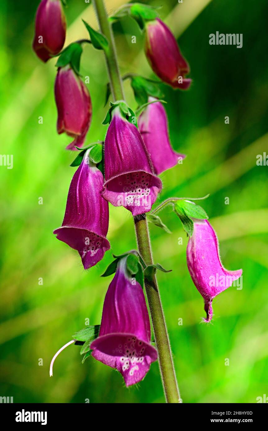 Digitalis obscura - Corregia or black foxglove is a species of the ...