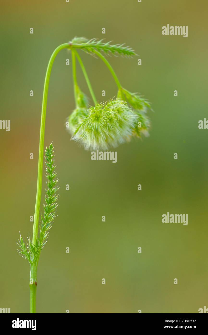 Wild flowers in their natural environment. Spring flowers Stock Photo ...