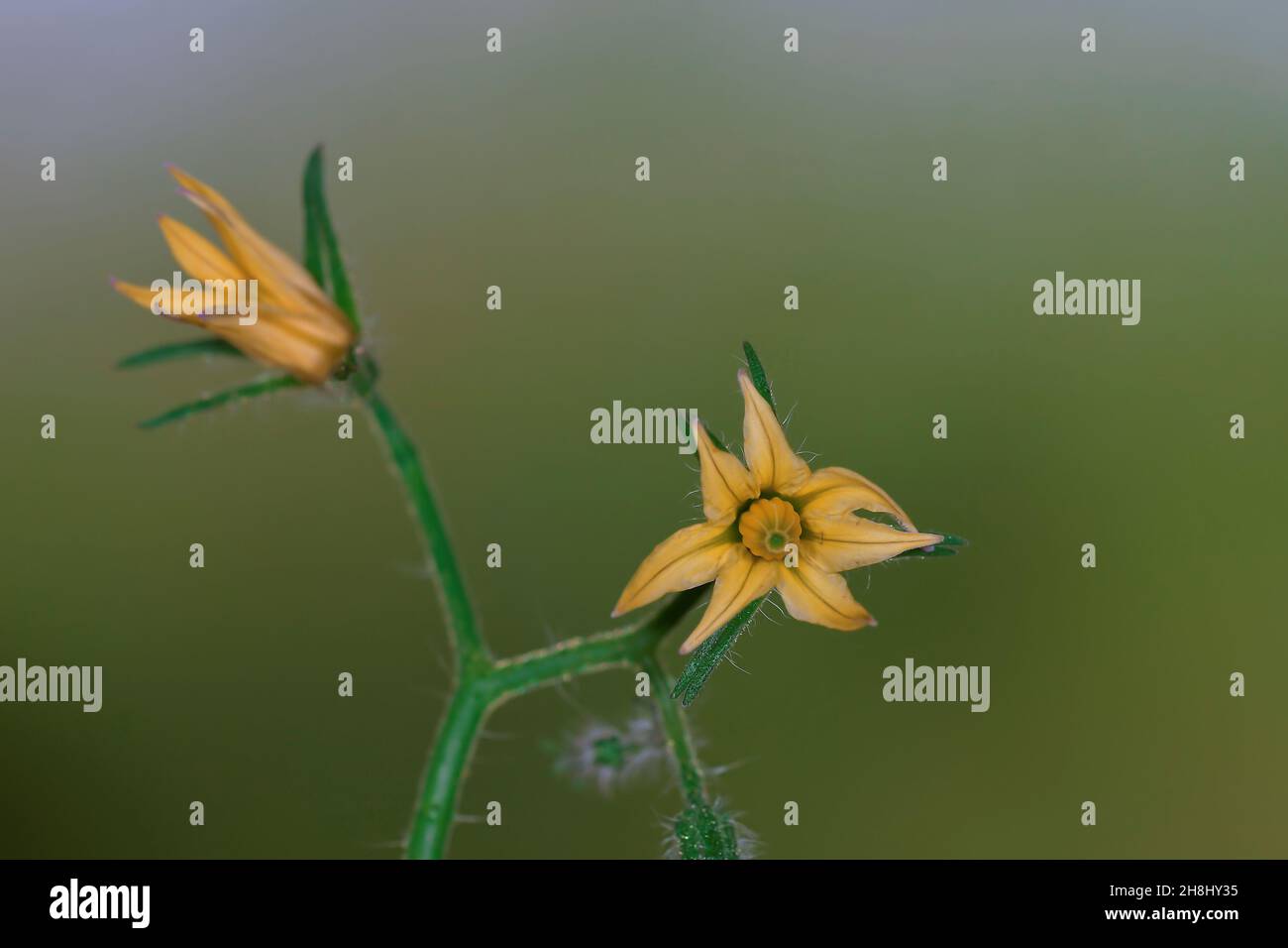 Wild flowers in their natural environment. Spring flowers Stock Photo ...