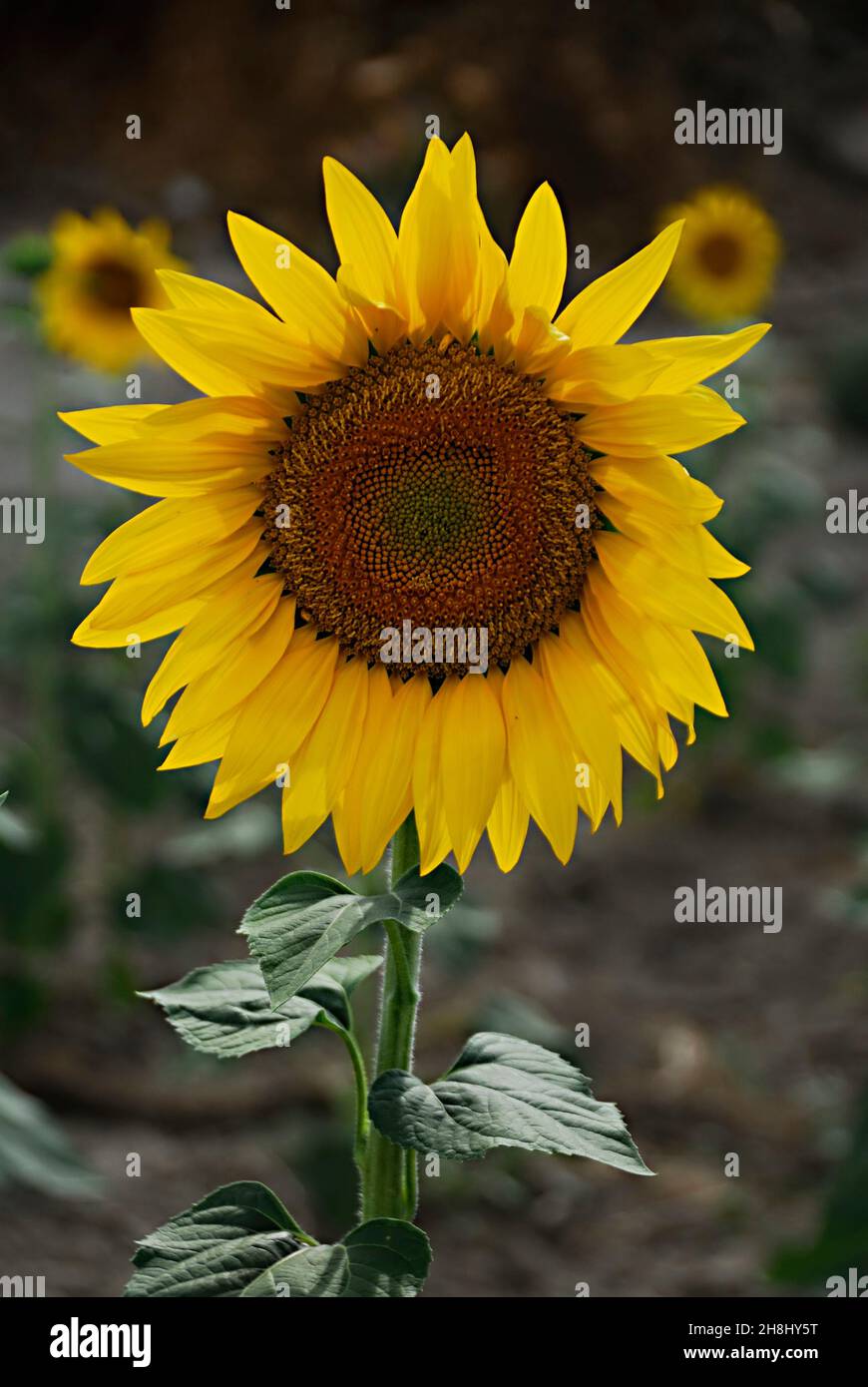 Helianthus annuus - commonly called sunflower, is an annual herbaceous ...