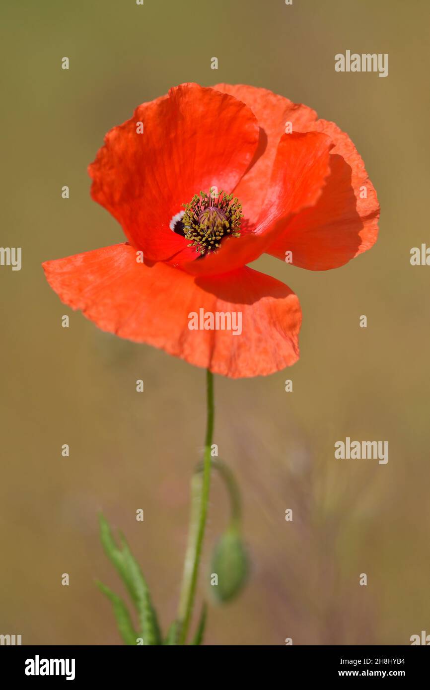 Papaver is a genus of angiosperm plants, commonly known as poppies ...
