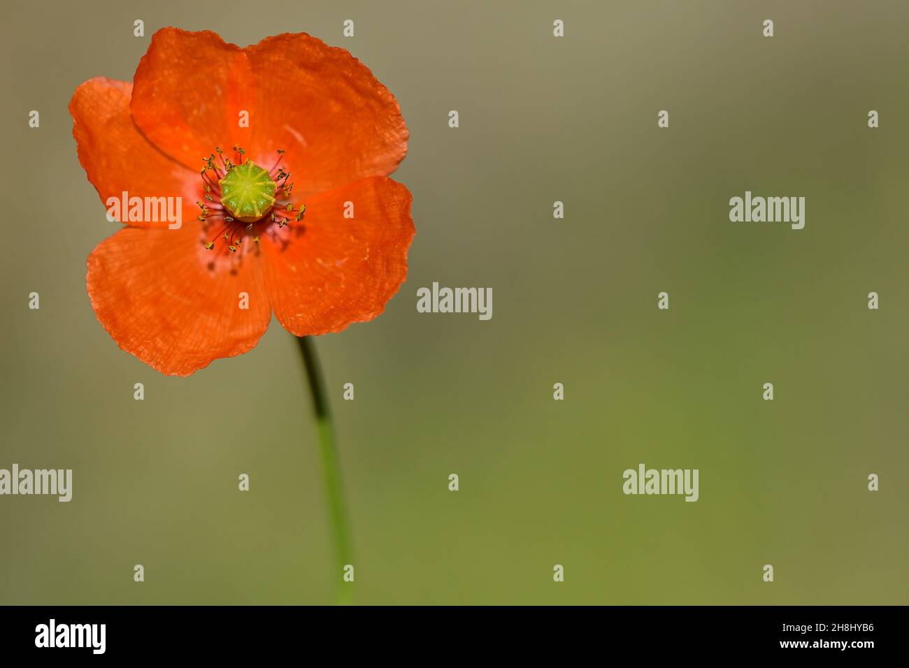 Papaver is a genus of angiosperm plants, commonly known as poppies ...