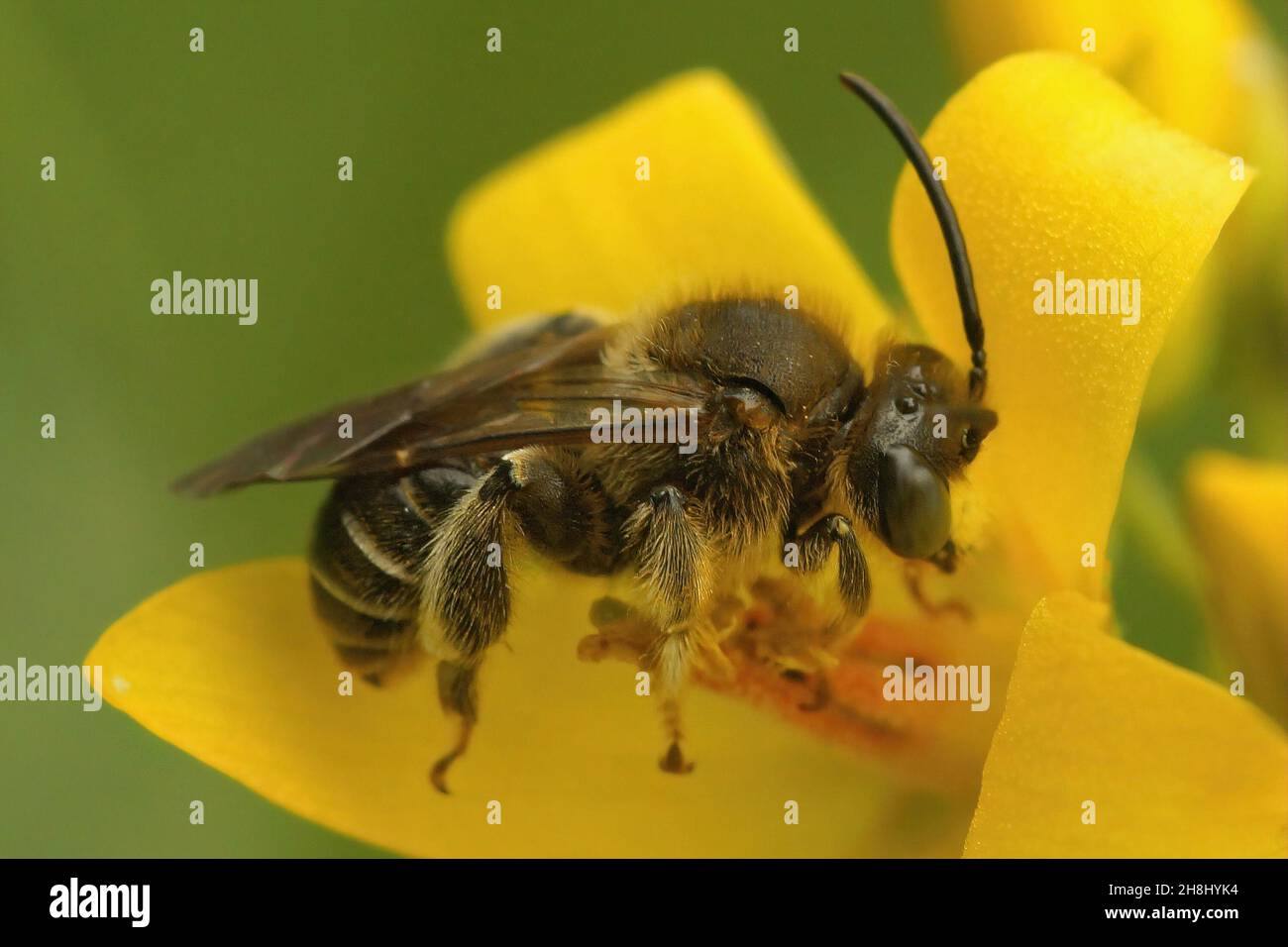 Closeup on a male of the Yellow loosetrife bee, Macropis europaea Stock ...