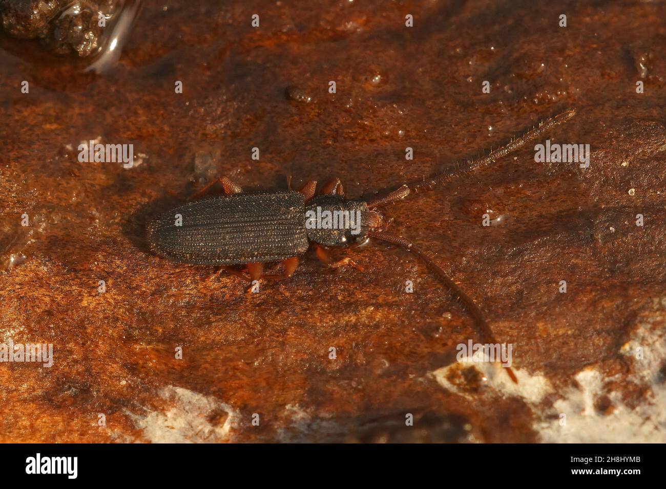 Silvanid flat bark beetles hi-res stock photography and images - Alamy
