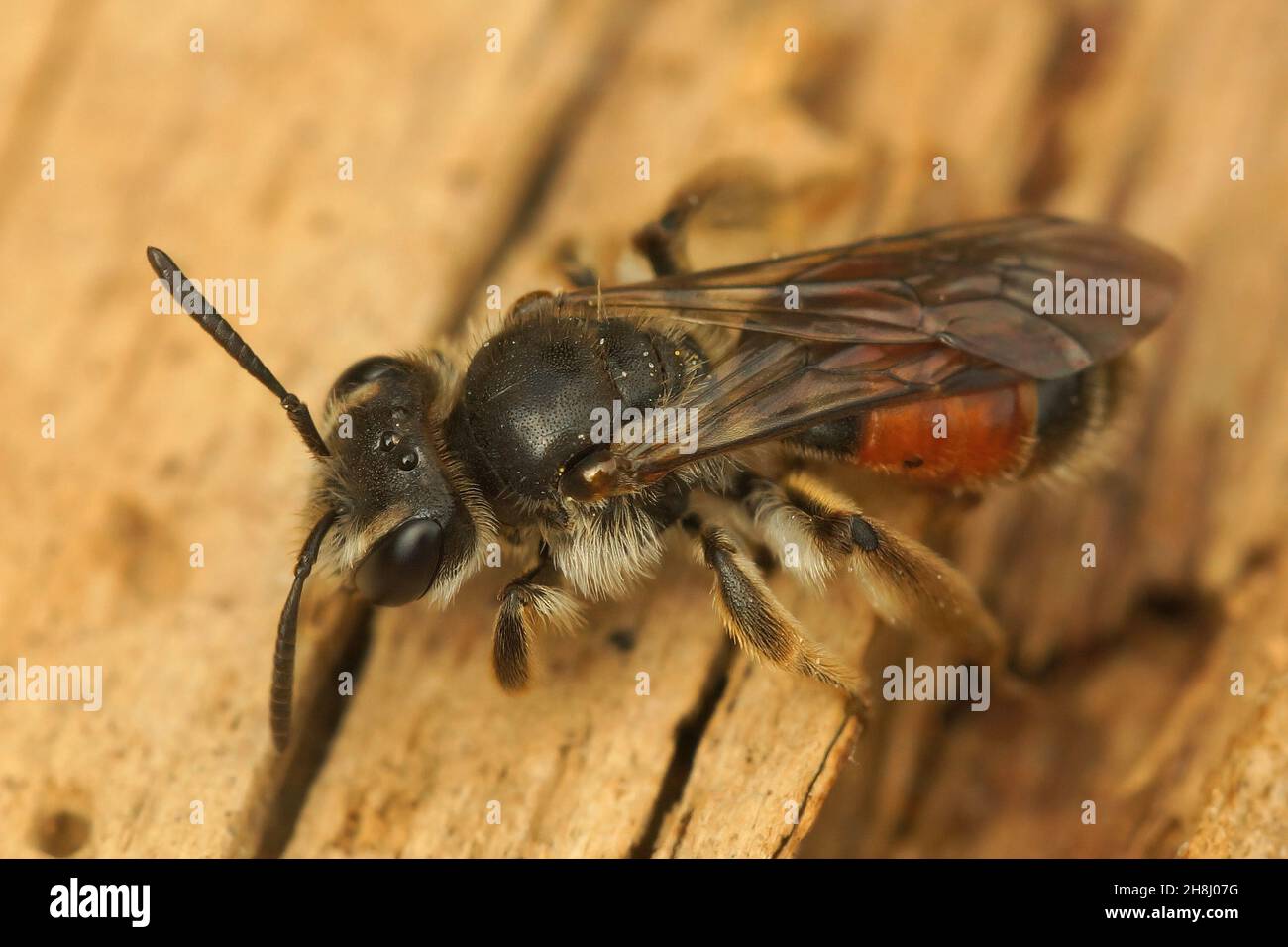 Closeup on a colorful, female red girdled mining bee, Andrena labiata ...