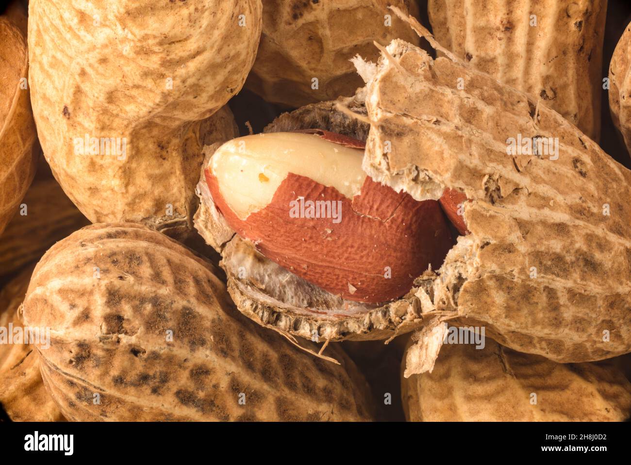 Close up semi-abstract food still life of Peanuts, some in their shells ...