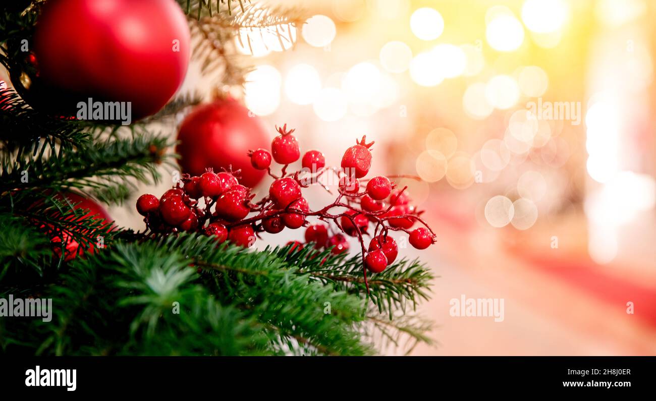 Christmas green pine tree with background bokeh sun light Stock Photo ...