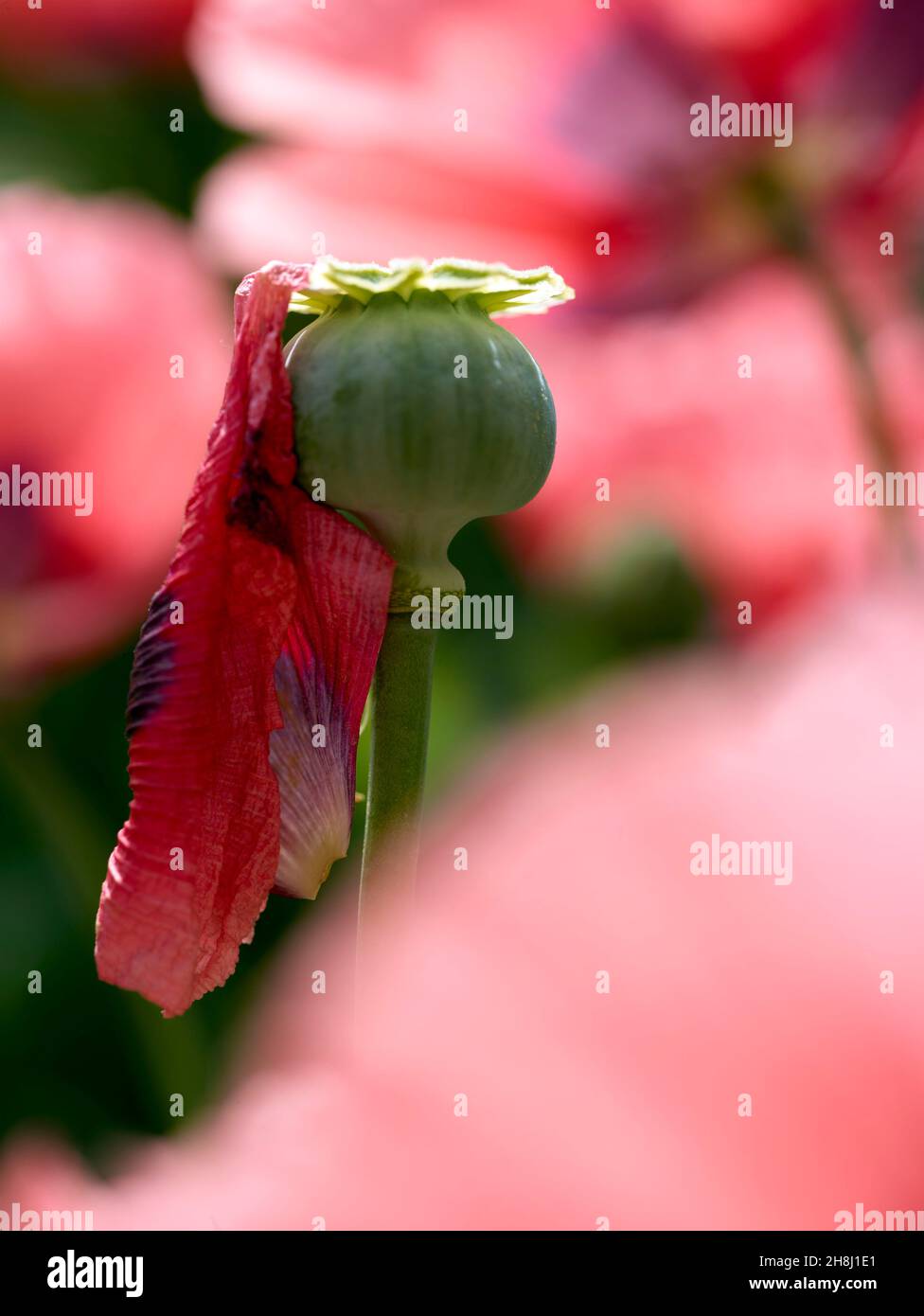 Papaver somniferum, opium poppy, growing in a London urban garden ...