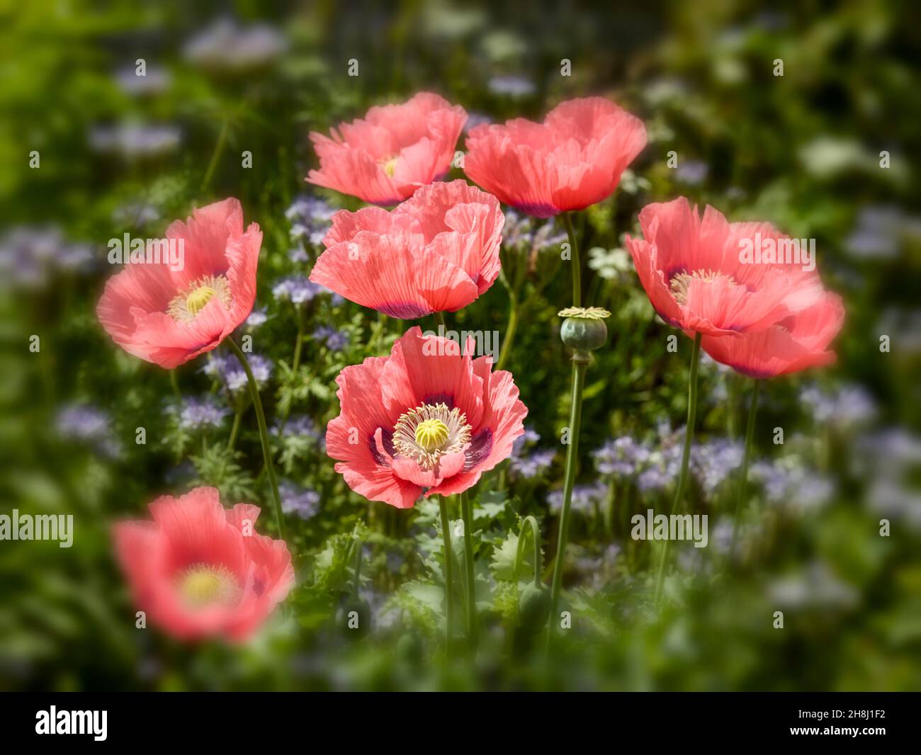 Papaver somniferum, opium poppy, growing in a London urban garden ...
