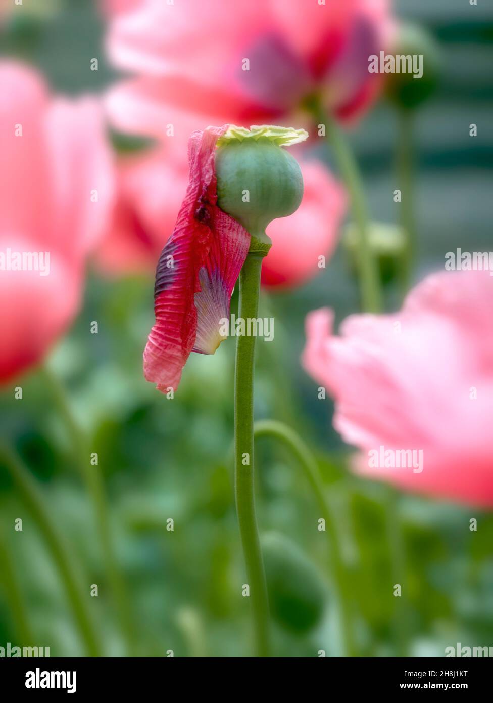 Papaver somniferum, opium poppy, growing in a London urban garden ...