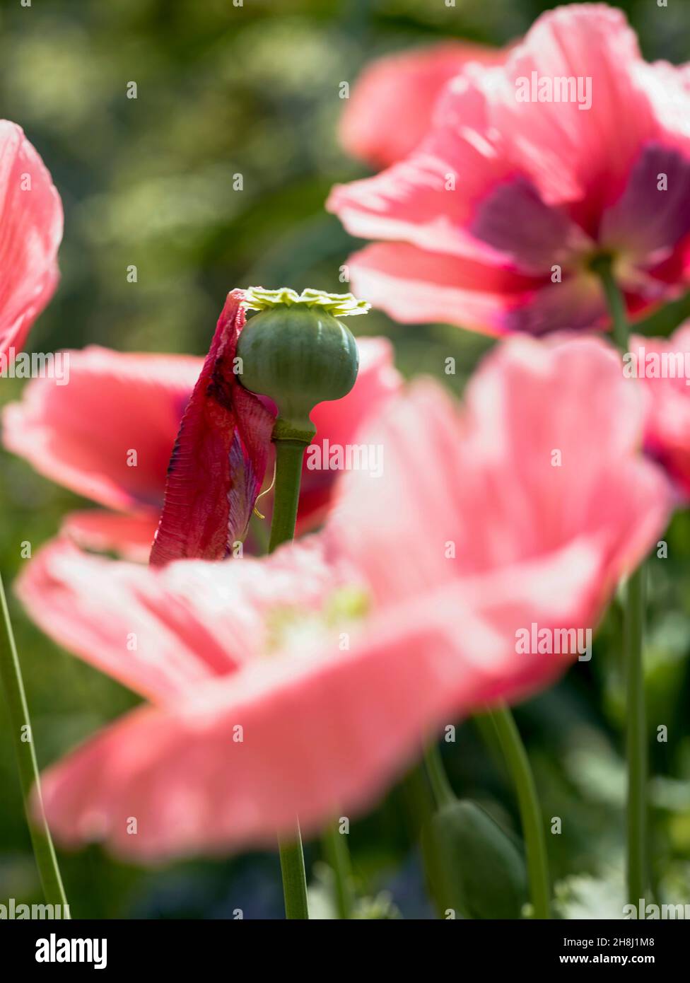 Papaver somniferum, opium poppy, growing in a London urban garden ...