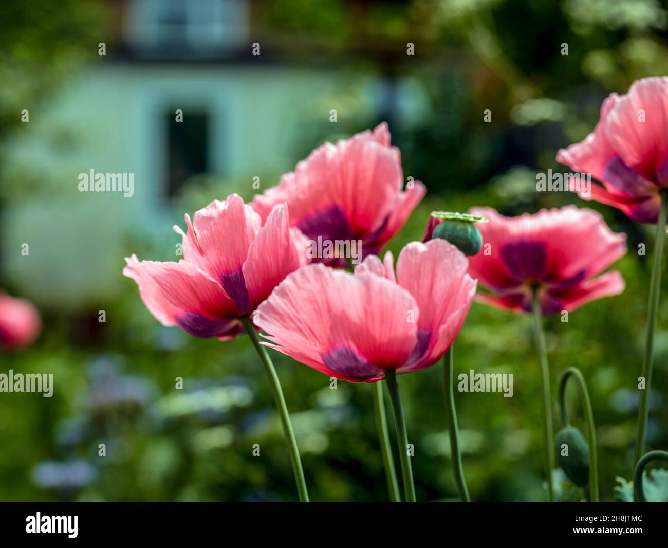 Papaver somniferum, opium poppy, growing in a London urban garden ...