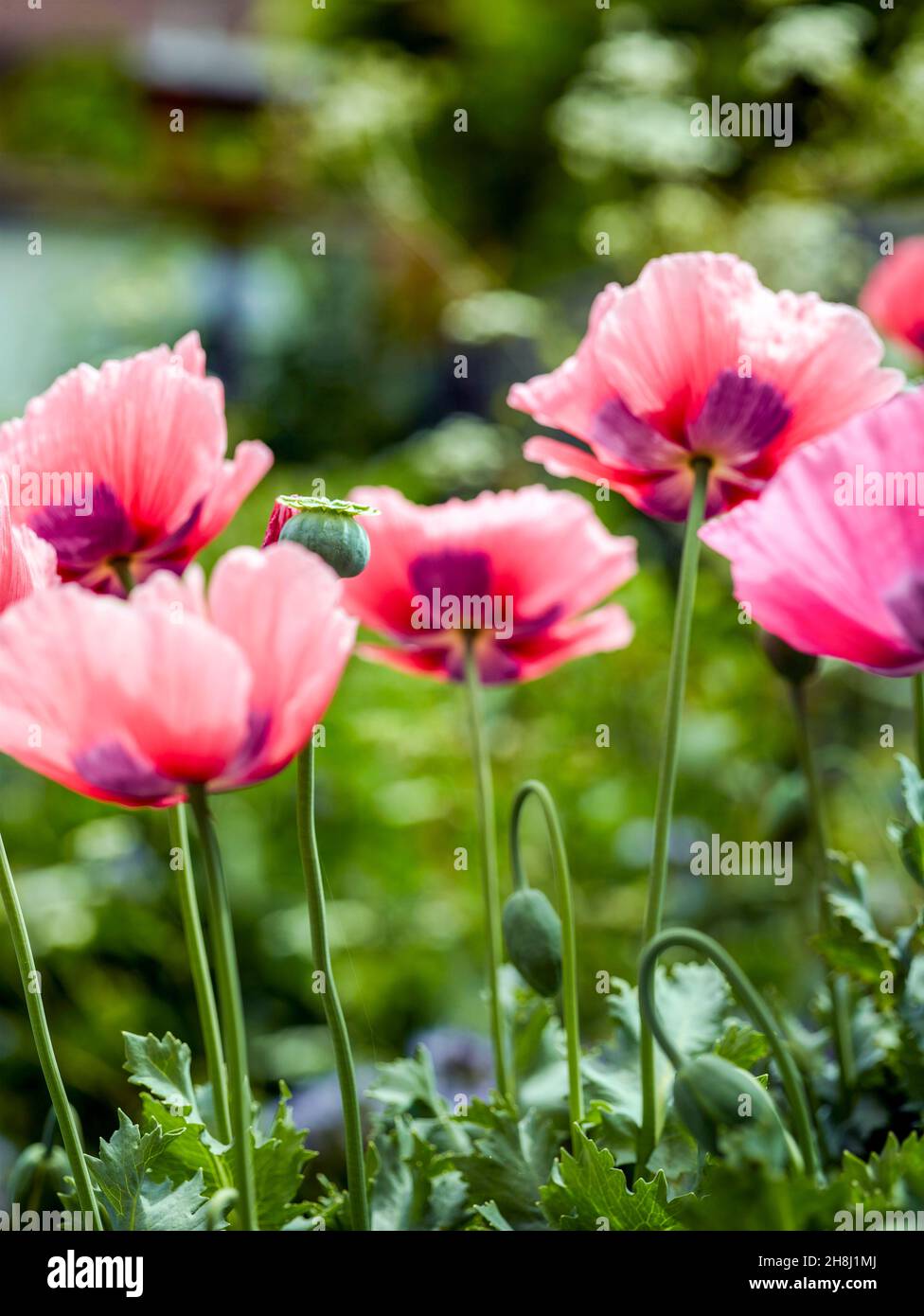 Papaver somniferum, opium poppy, growing in a London urban garden ...