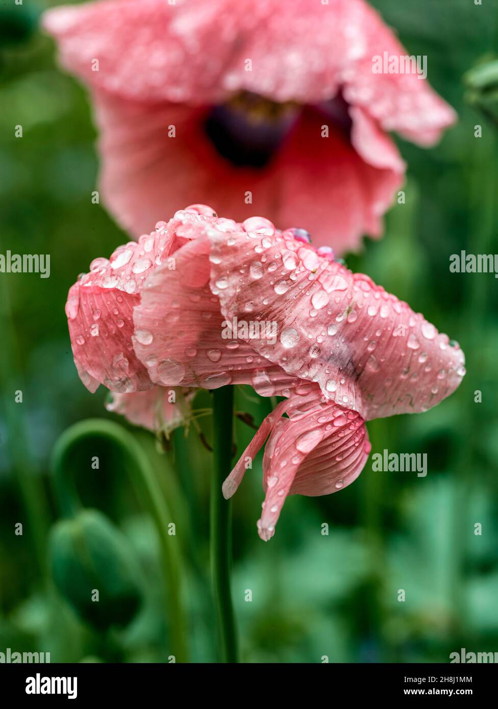 Papaver somniferum, opium poppy, growing in a London urban garden ...