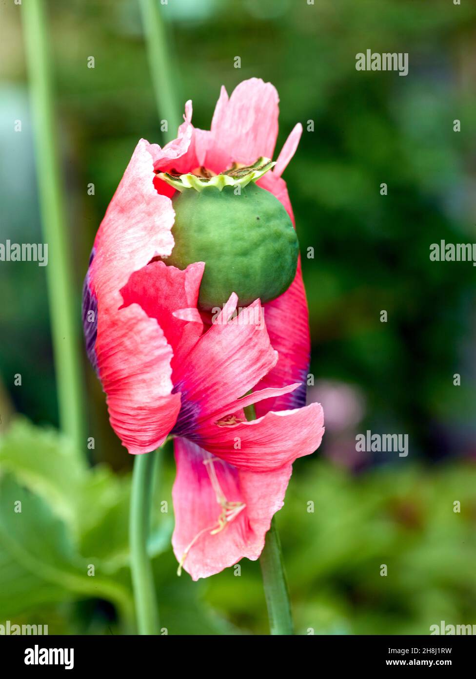 Papaver somniferum, opium poppy, growing in a London urban garden ...