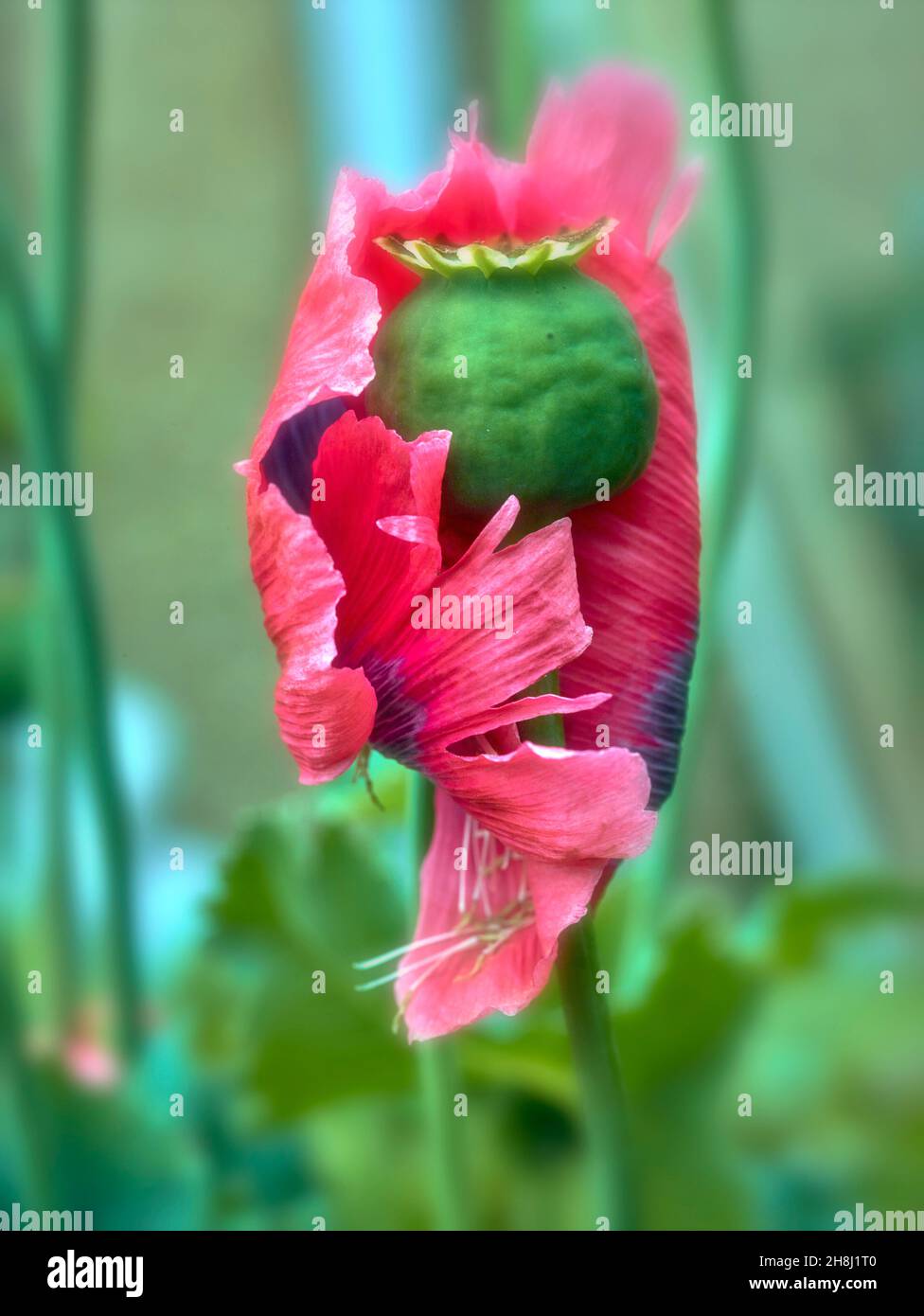 Papaver somniferum, opium poppy, growing in a London urban garden ...