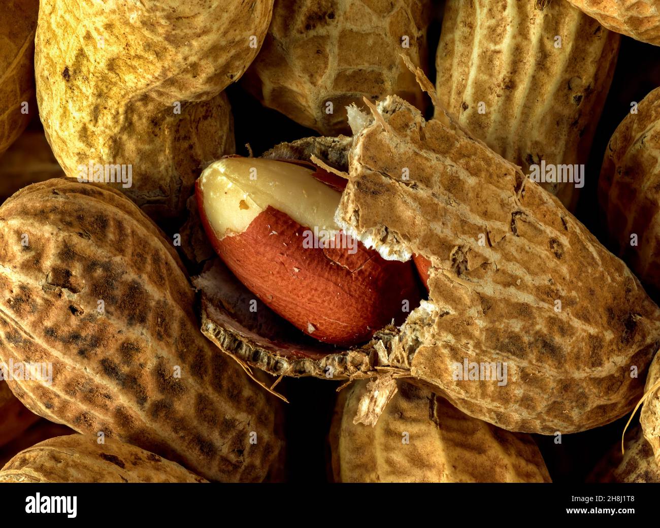 Close up semi-abstract food still life of Peanuts, some in their shells ...