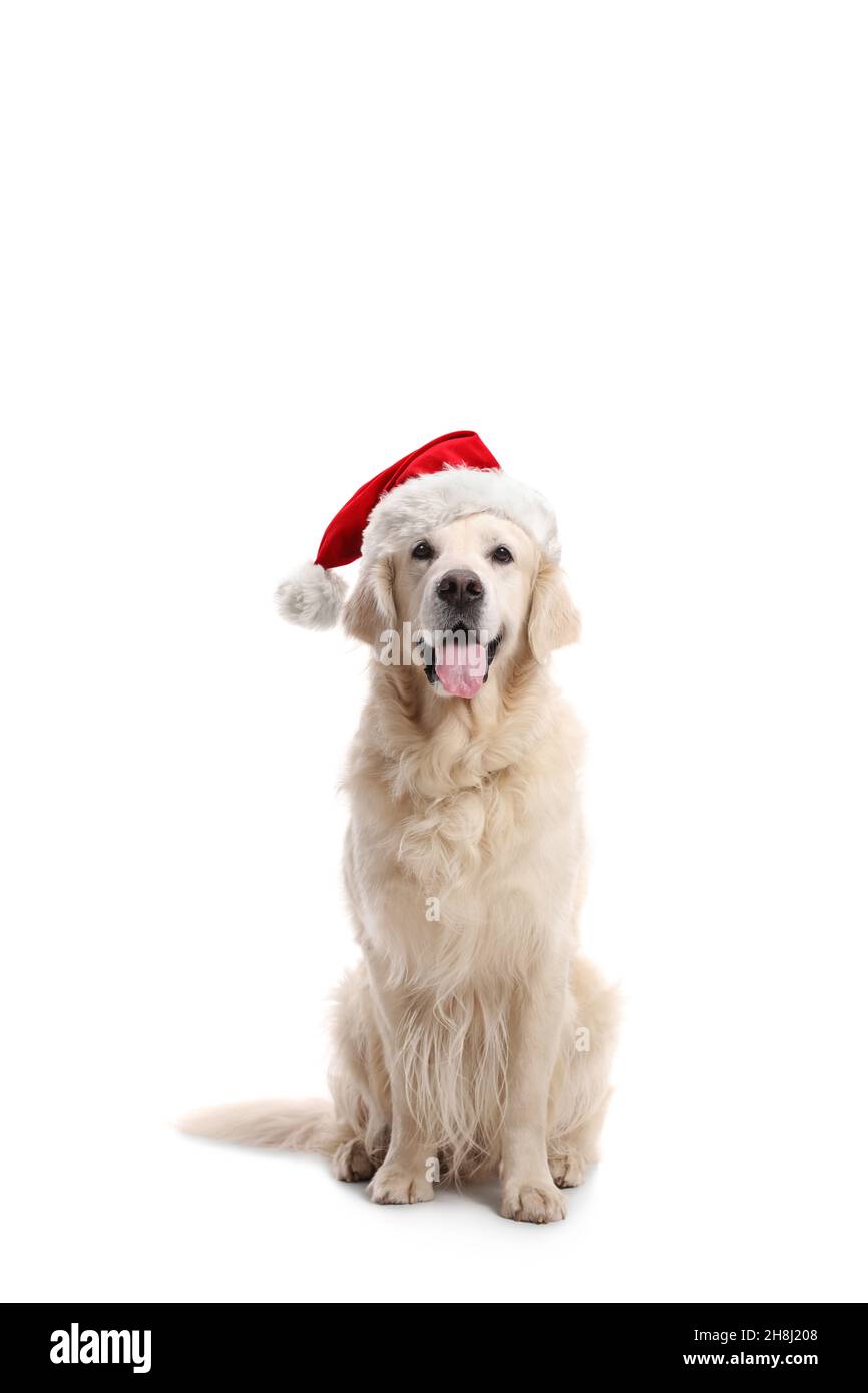 White labrador retriever dog with a santa claus hat isolated on white ...