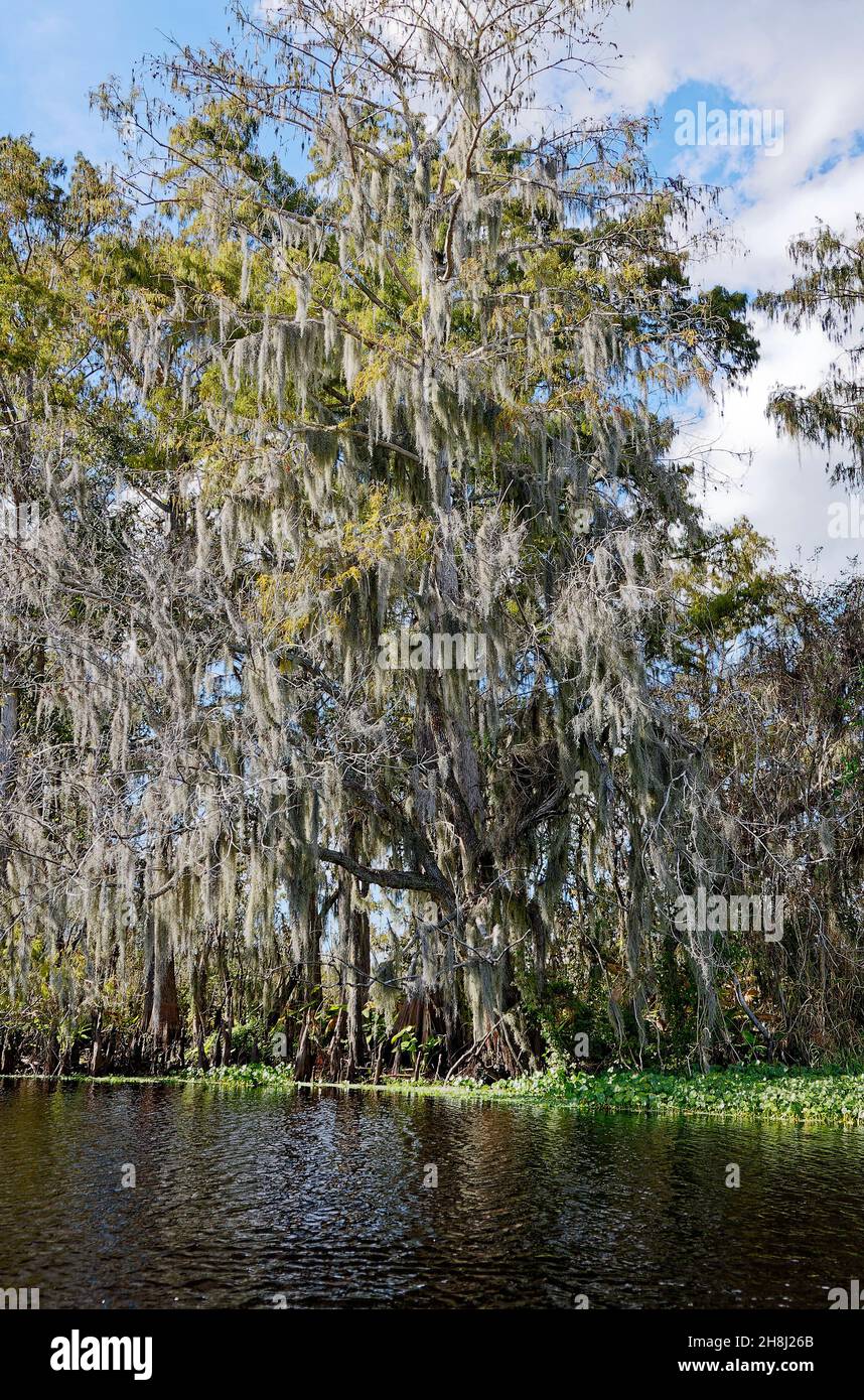 Bald Cypress tree, laden with Spanish moss, graceful, blowing in wind ...
