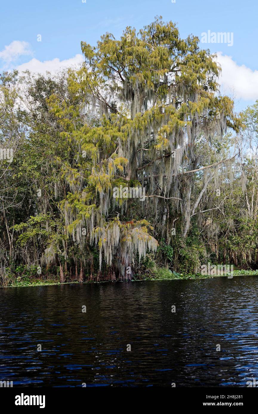 Bald Cypress tree; laden with Spanish moss; graceful; blowing in wind ...