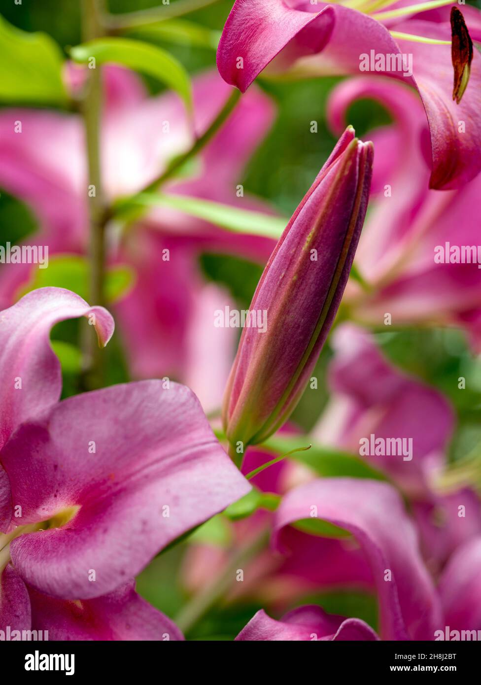 Close-up natural flower portrait of stunningly beautiful Oriental ...